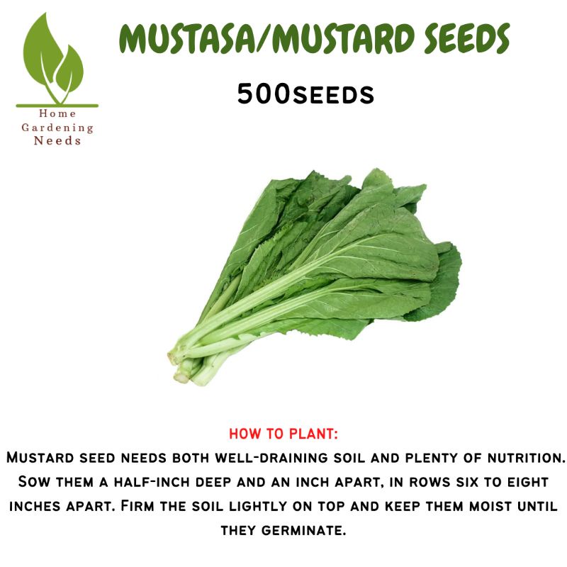 MUSTASA SEEDS (Monteverde) - 500pcs | Shopee Philippines