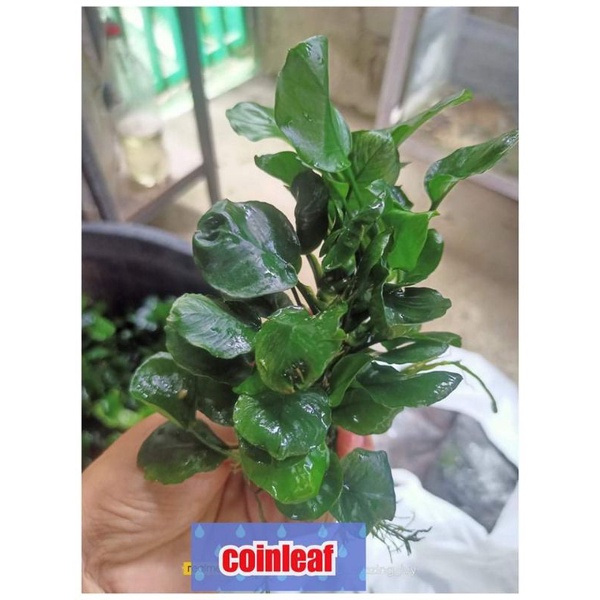 anubias & java fern aquatic plants | Shopee Philippines