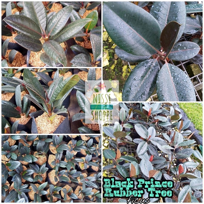 Rubber Black Prince (Ficus) | Shopee Philippines