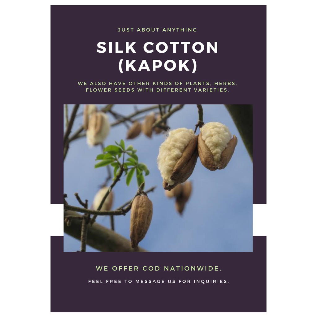Kapok Silk Cotton Seeds for Planting (5 seeds) | Shopee Philippines