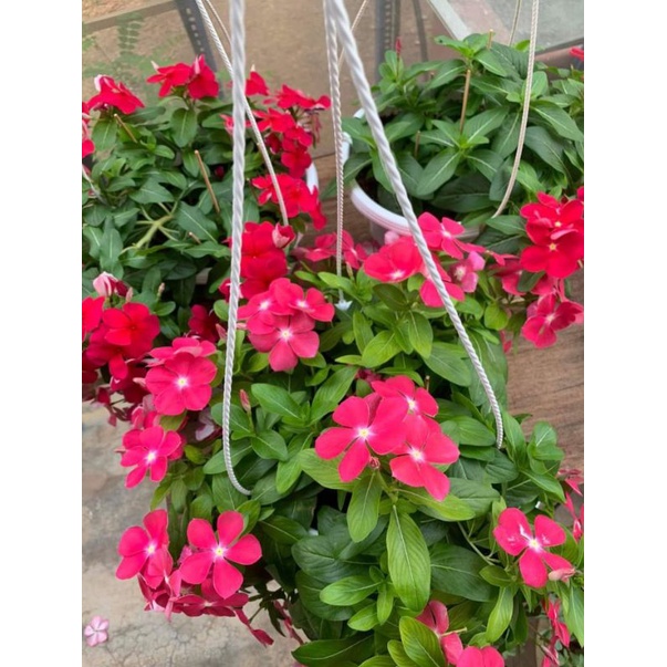 Hanging Periwinkle Variety #24 (20 seeds) | Shopee Philippines