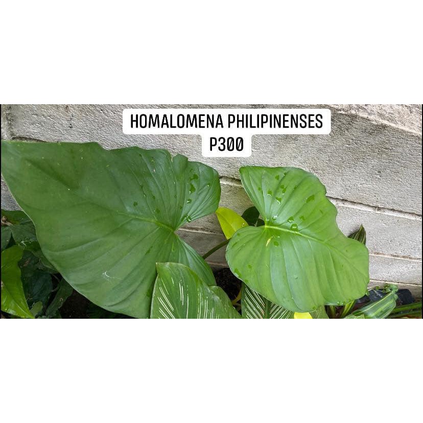 homalomena philippinensis green stem. Rare plant | Shopee Philippines