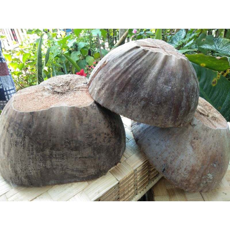 BUNOT or Coconut Husk( Bunot ) | Shopee Philippines