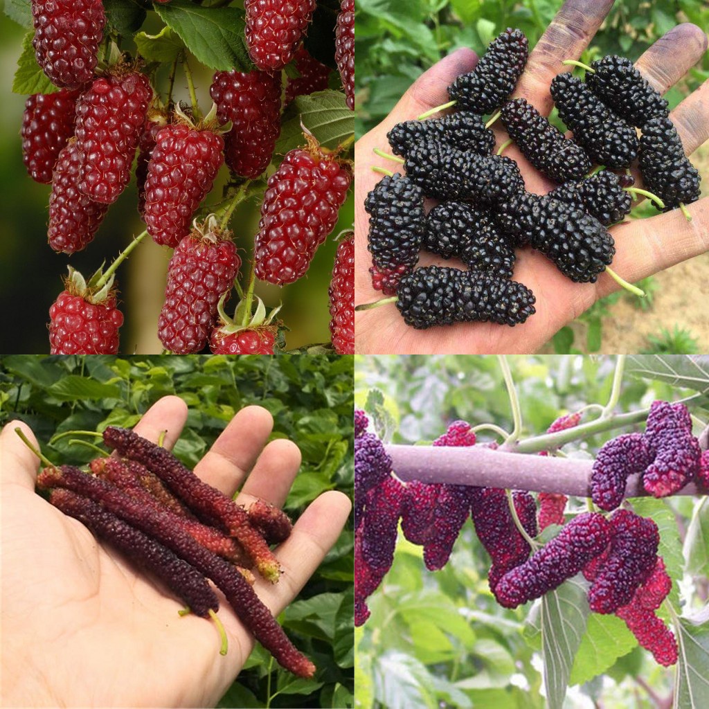 30 Seeds/Pack Bonsai Edible Raspberry Seeds | Shopee Philippines