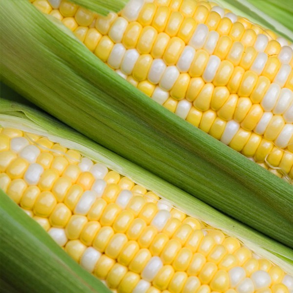 Butter & Sugar Corn Seeds - Sweet Corn Seeds - Corn Butter & Sugar ...