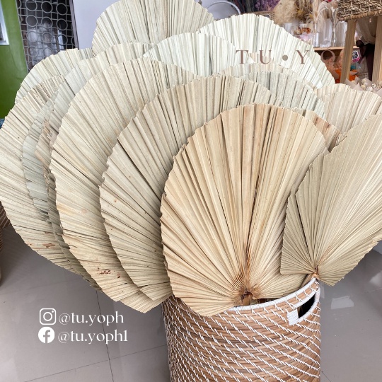 Real Dried Fan Palm Single Anahaw Leaf Dried Flower for Events Home ...