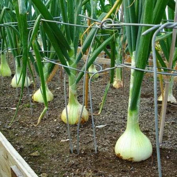 White Sweet Spanish Onion Seeds - Premium Sweet Onion Seeds for Home ...