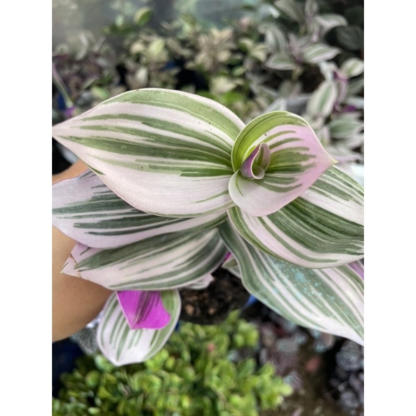 Korean NANUOK; Holland Tricolor Rare Wandering Dew | Shopee Philippines