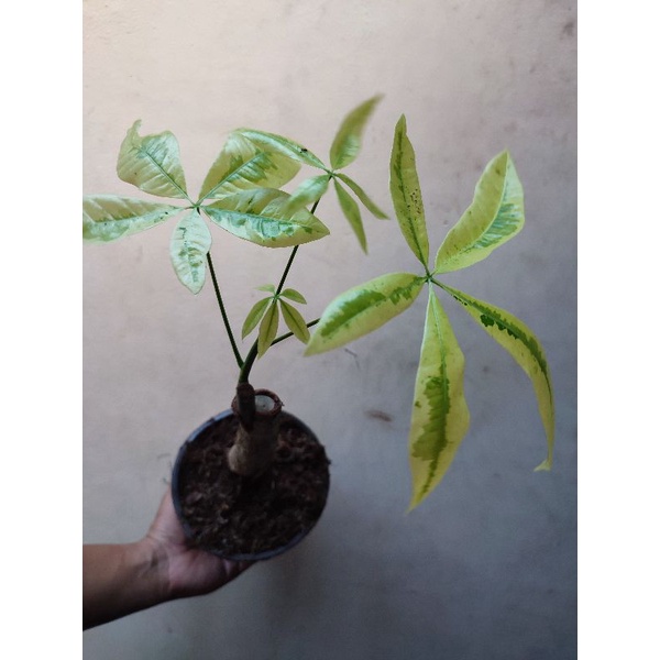 GOLDEN Pachira Single Node Grafted SMALL | Shopee Philippines