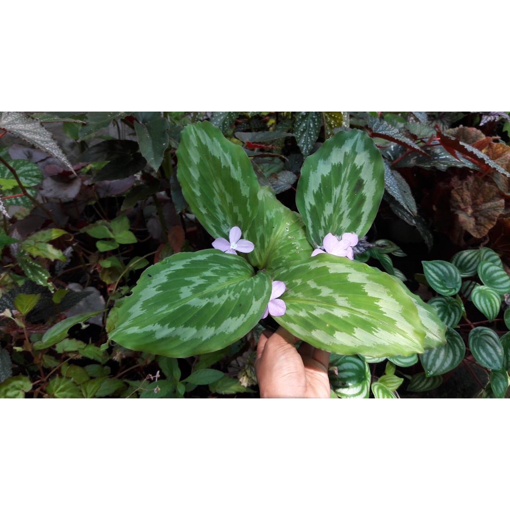 Peacock Ginger / Kaempferia peacock ginger | Shopee Philippines