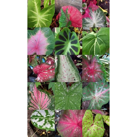 Caladium different varieties | Shopee Philippines