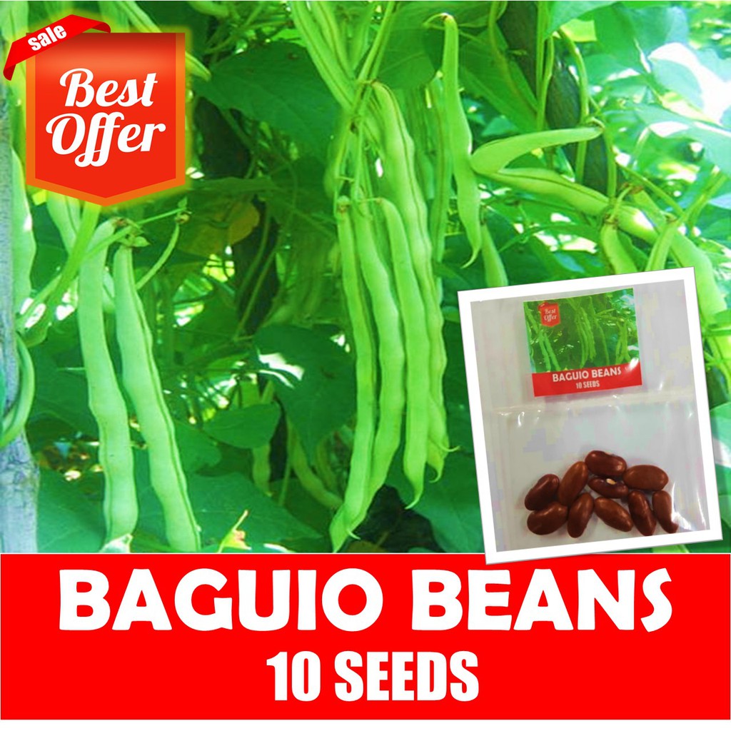 Baguio Beans Seeds - Snap Beans | Shopee Philippines