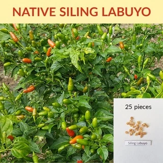 Shop chili seed for Sale on Shopee Philippines
