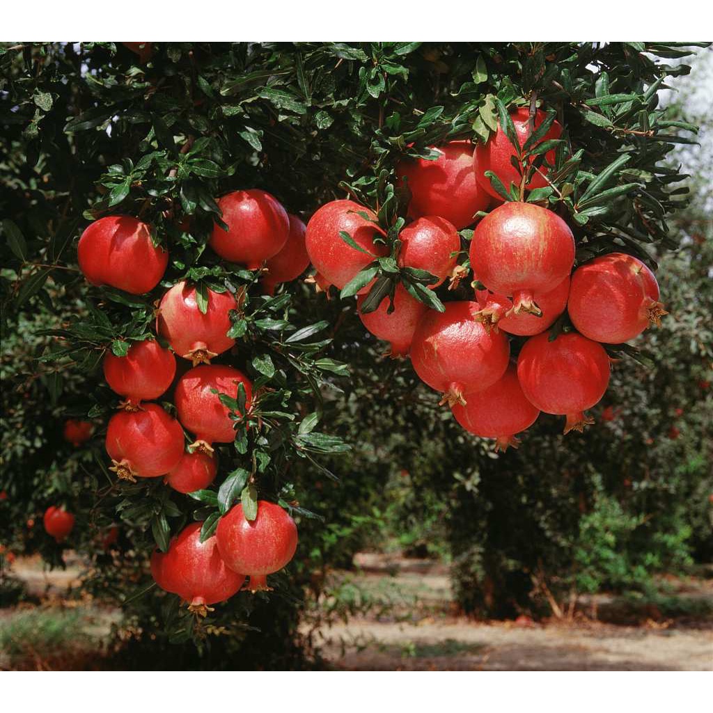 GRANADA SEED`s "BIGGER FRUIT" (Pomegranate) HEAT TOLERANCE | Shopee ...
