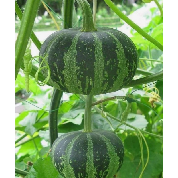 P25 per pack kalabasa / pumpkin / squash seeds - condor plant vegetable ...
