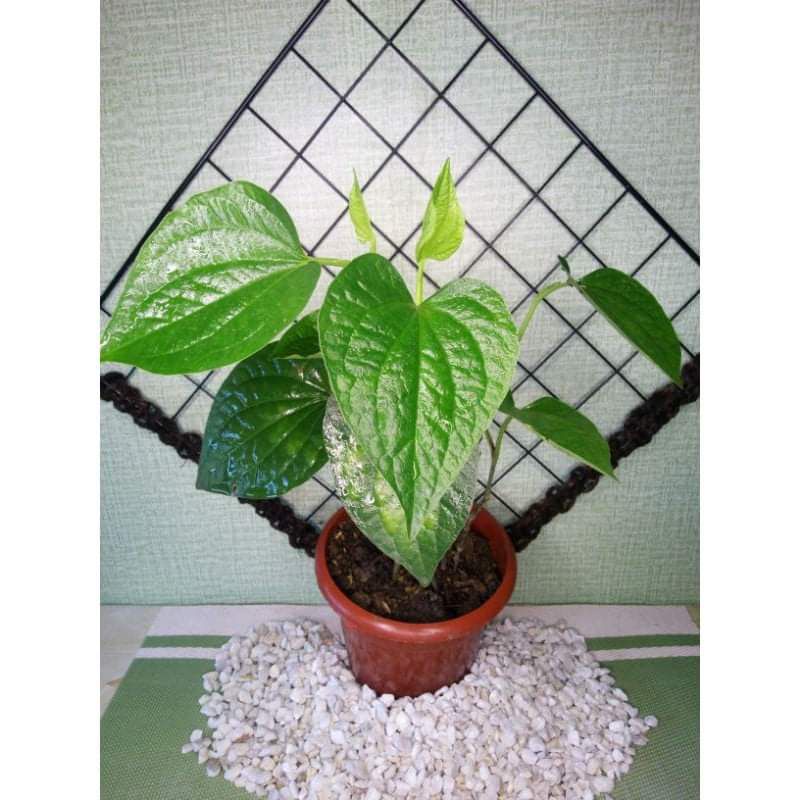 Vietnamese Pepper Lalot (Piper Sarmentosum) Hindi ikmo. | Shopee ...