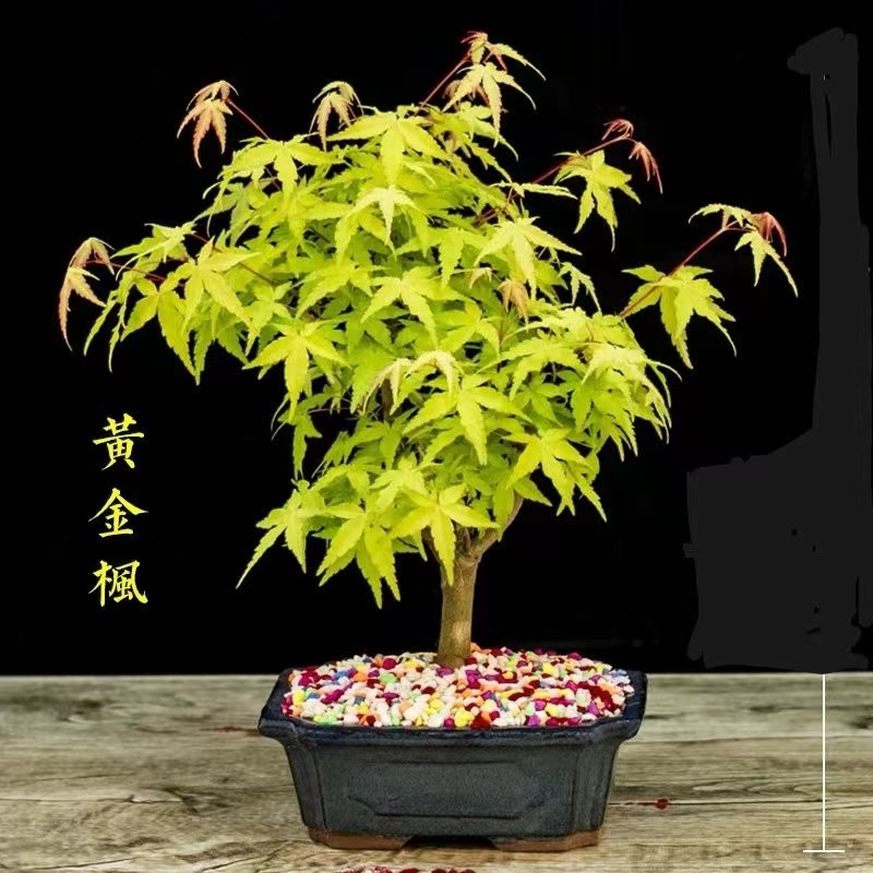 Small Japanese Maple Rare Gold Maple Bonsai Pot Red Leaf Series Maple ...
