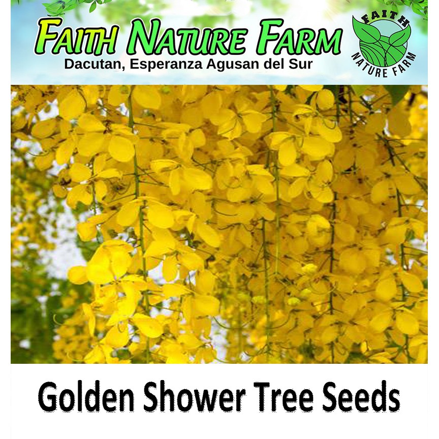 Golden Shower Tree Seeds ( 25 seeds ) Cassia Fistula Seeds | Shopee Philippines