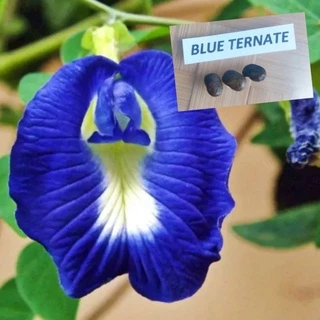 Shop blue ternate for Sale on Shopee Philippines