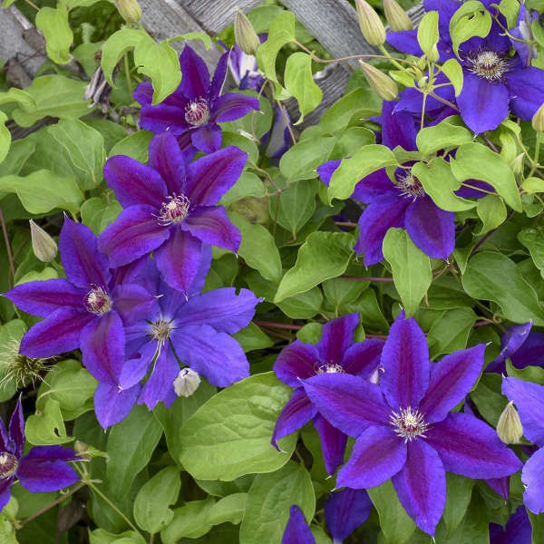 Mix Clematis Seeds - Clematis Flower Seeds - Clematis Vine Flower Seeds ...