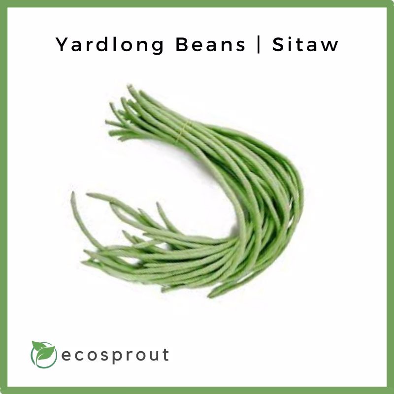 Fresh String Beans | Fresh Sitaw | 250g | Fresh Vegetables | Fresh ...