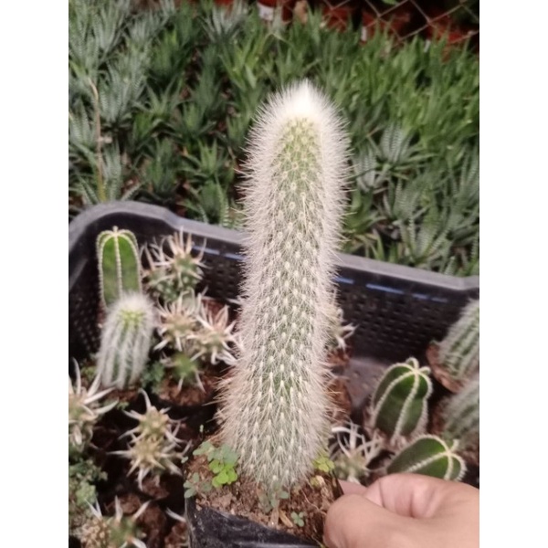 Silver Torch cactus (Perennial Flowering cacti) | Shopee Philippines