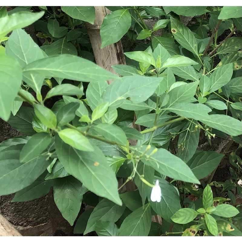Japanese Green Tea (Snake Jasmine) Live Plant - 2 pcs. stem with roots ...