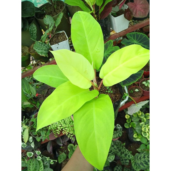 Available live plants for sale (Golden Orlando) | Shopee Philippines