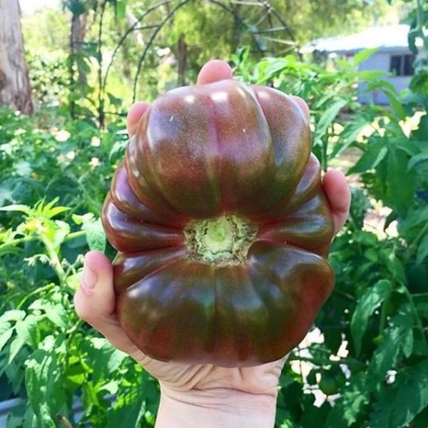 Cherokee Tomato Seeds - Cherokee Purple Tomato Seeds - Cherokee Seeds ...