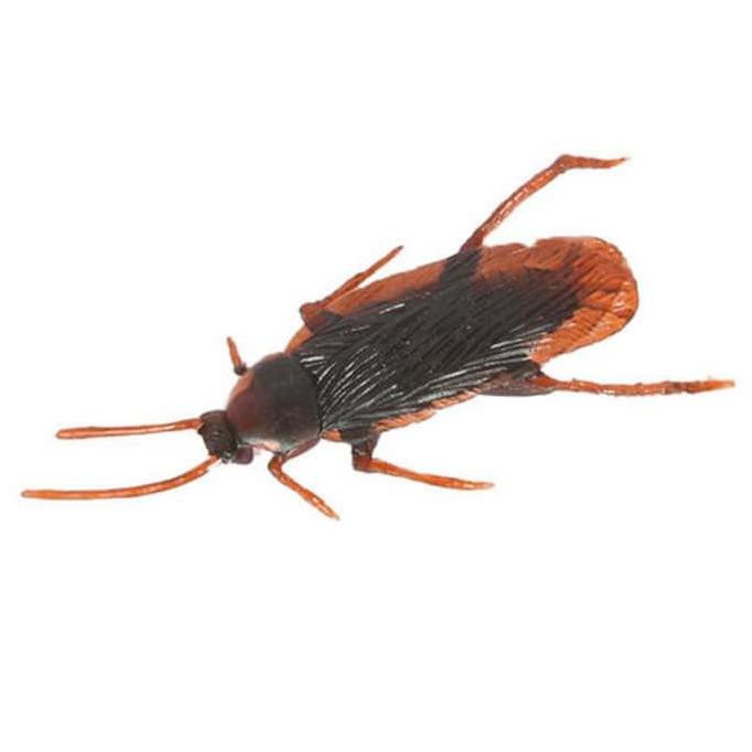 Fake Cockroach / Cockroach Plastic Toy Nosy Realistic Lifelike | Shopee ...