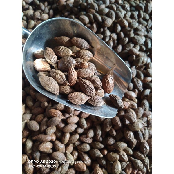 Dried Tempayang Fruit 1000 gr | Shopee Philippines