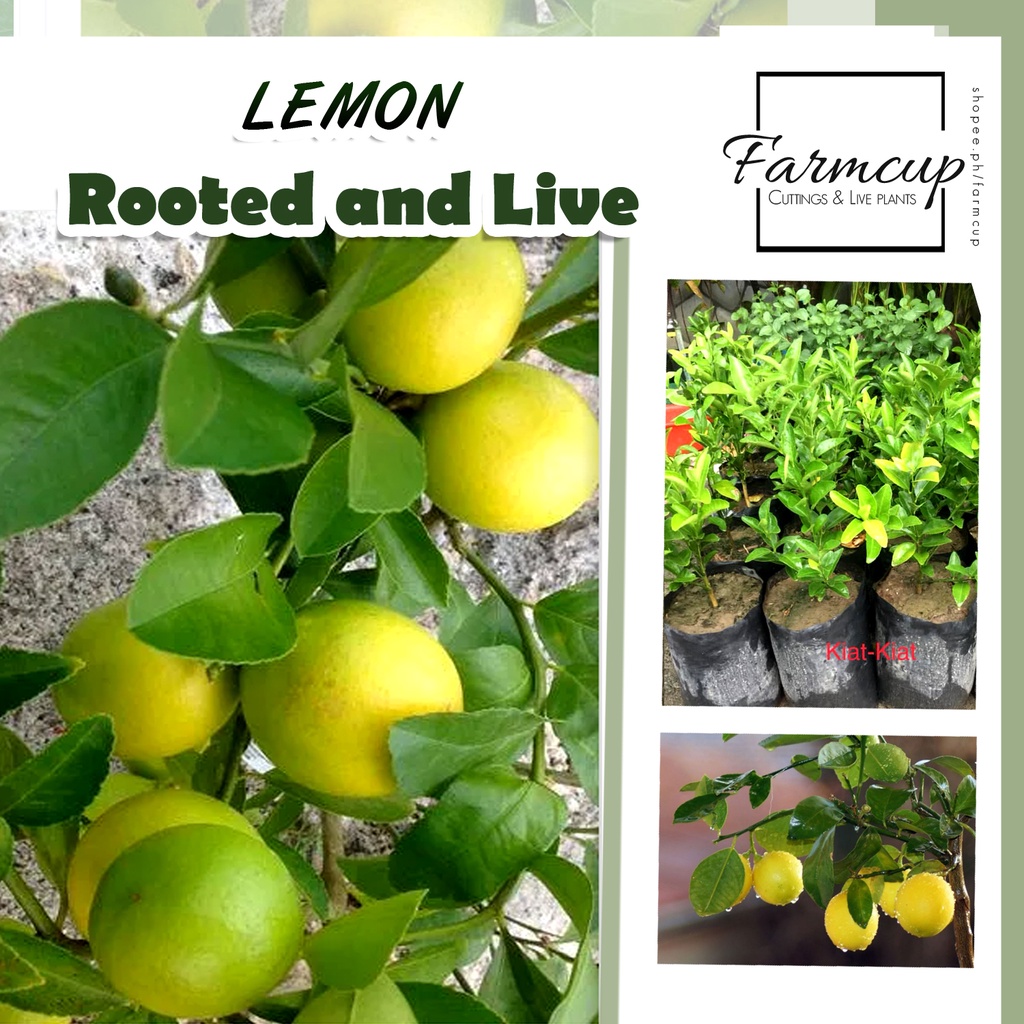 LEMON plant. yellow lemon | Shopee Philippines