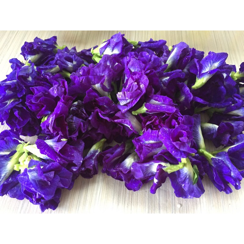 Blue Ternate/Butterfly Pea Seeds (10pcs) | Shopee Philippines
