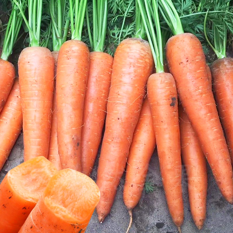Kuroda Carrot Vegetable Seeds ( 1400 seeds ) - Basic Farm House ...