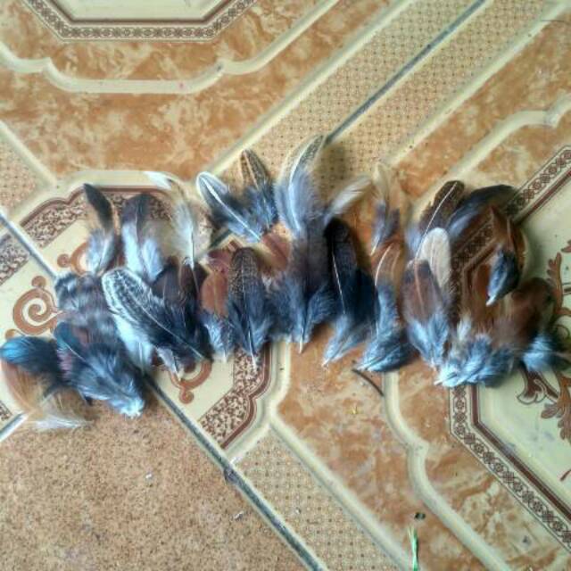 Motif Soft Chicken Feathers 100 pieces natural color 4-8 cm | Shopee ...