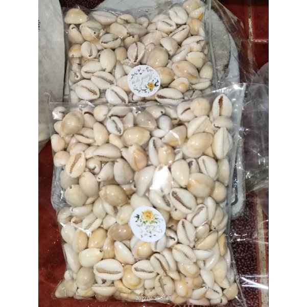 Sigay Seashells Decor 100pcs l Sigay Sea Shells l Panantos l Home ...