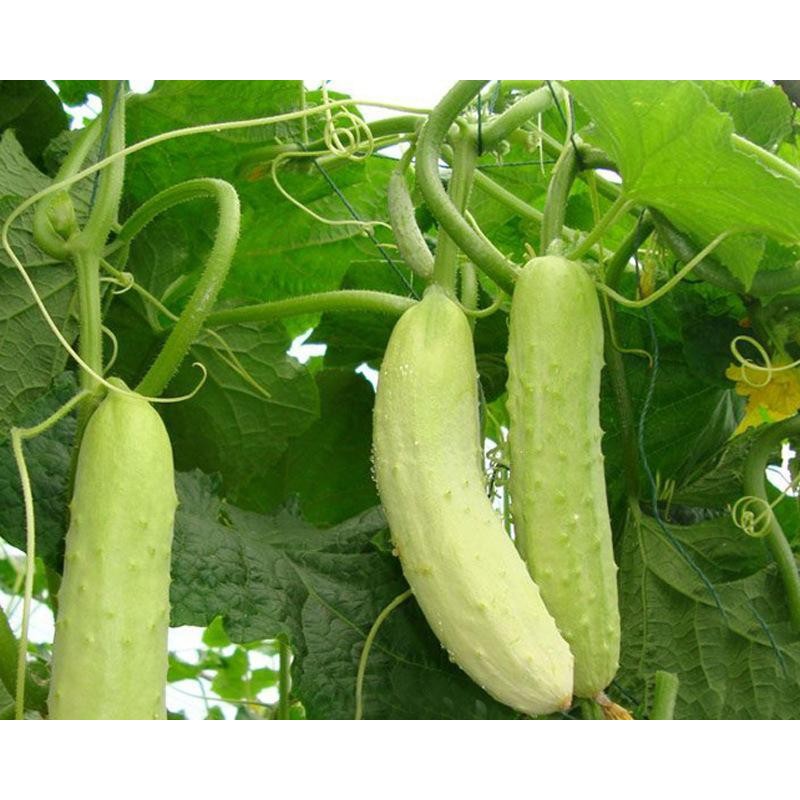 White Jade Cucumber Pipino Vegetable Seeds ( 25 seeds ) - Basic Farm ...