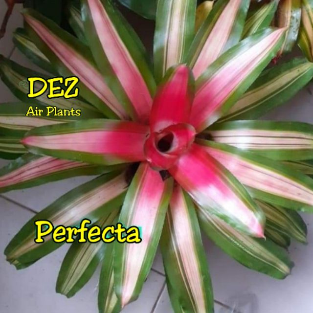 Neoregelia - Bromeliads (Neo - Broms) Perfecta | Shopee Philippines