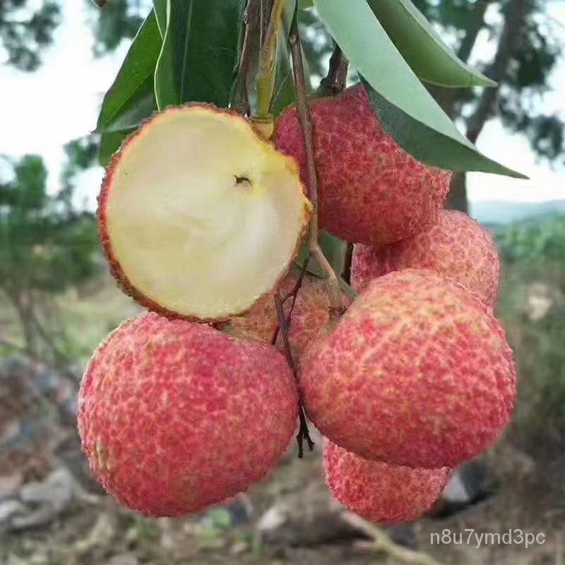 Fruit Tree Fei Zi Xiao Gui Flavor Non-Nuclear Lychee Sapling Grafting ...