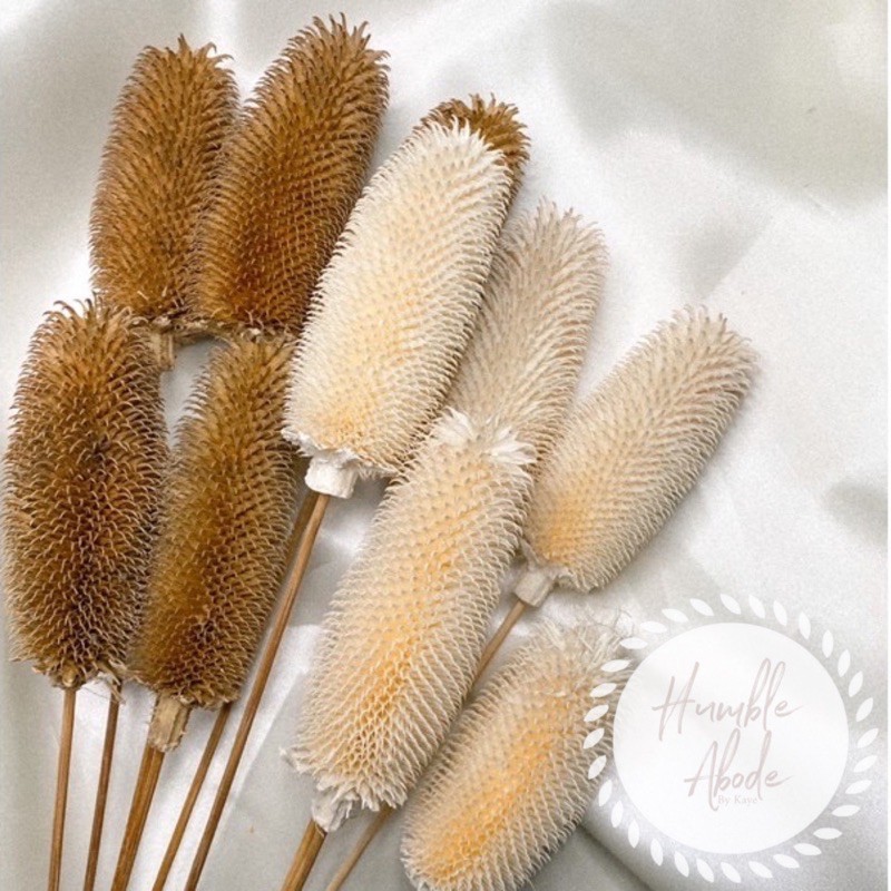 Dried Flower | Dried Dipsacus Sativus | Shopee Philippines