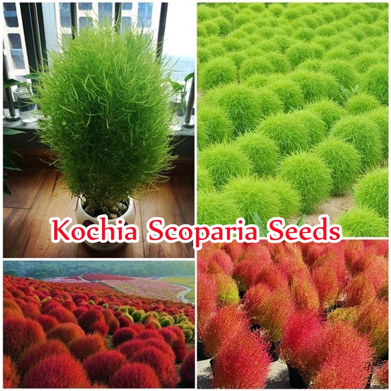 [Fast Germination] Ready Stock In Philippines 100pcs Kochia Scoparia Seeds Rumput Karpet Bonsai ...