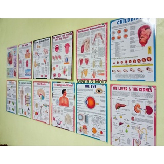 Laminated Human Body/Parts Chart | A4 Size Laminated Educational Wall ...