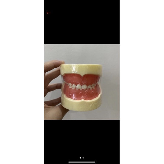 Adult Typodont Generic Articulator/ Jaw Model (Same with Nissin and ...