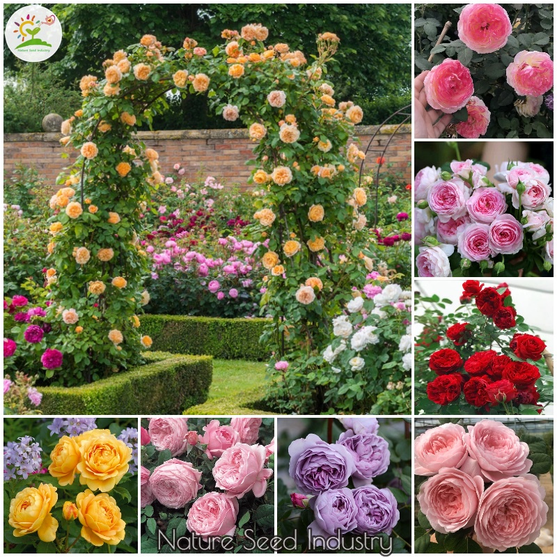 [] Mixed Color Climbing Rose Seeds for Planting 100 seedspack, Suitable ...