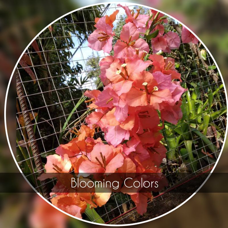 Green Leaf Bougainvillea Stem Cuttings (1 stem, no roots) | Shopee ...