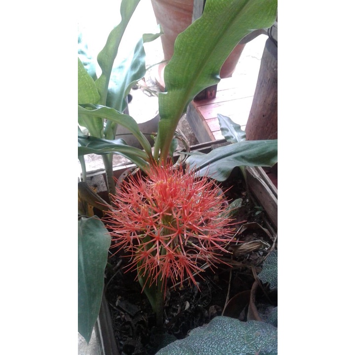 fireball lily bulb plant | Shopee Philippines
