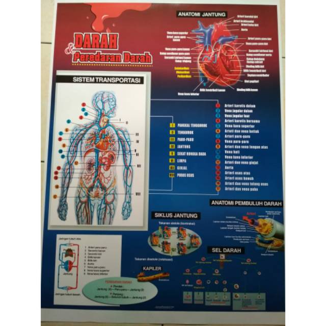 Image POSTER OF THE BLOOD CIRCULATION MODEL HUMAN BLOOD CIRCULATION ...