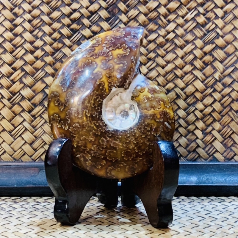 Ammonite Shellfish Fossil | Shopee Philippines