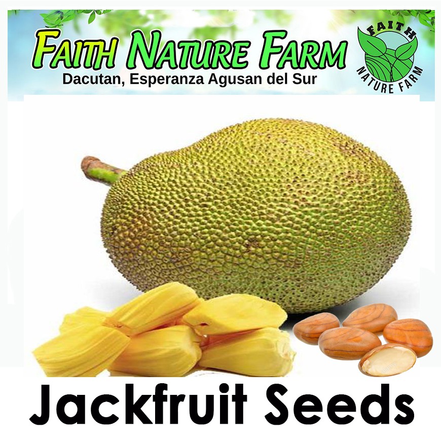 Jackfruit Seeds ( 7 Seeds ) | Shopee Philippines