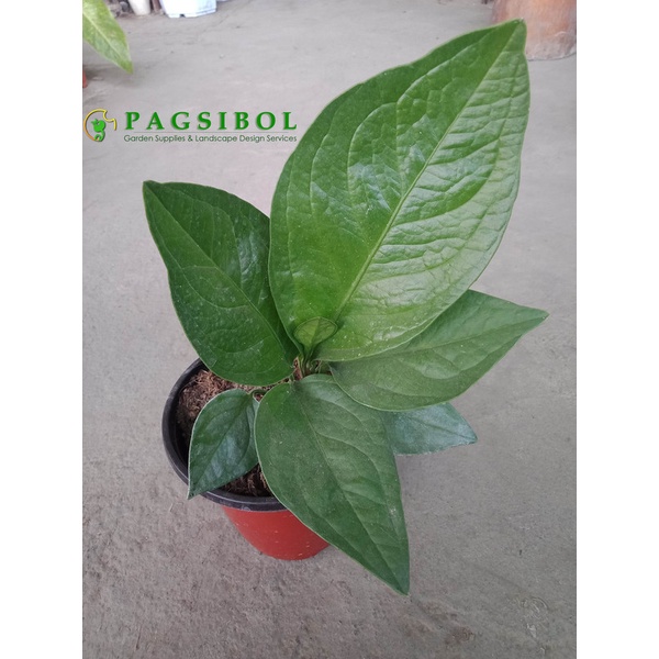 Anthurium Jenmanii Green Cardboard | Shopee Philippines
